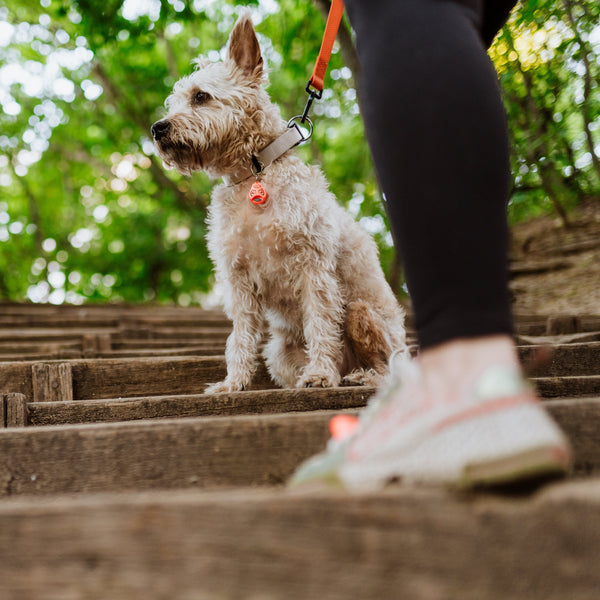TICKLESS® Pet - Chemical-free, ultrasonic tick and flea device for pet ...