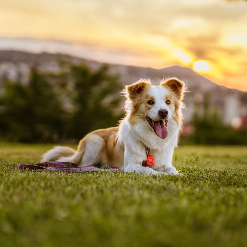 TICKLESS® Pet - Chemical-free, ultrasonic tick and flea device for pet ...