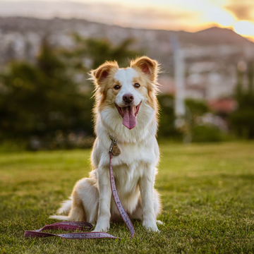 Official Tickless USA Chemical-Free Ultrasonic Tick Repeller – TicklessUSA